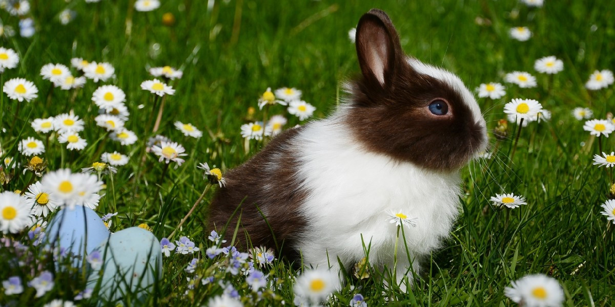 Comment savoir si un lapin est rongeur ? | Le blog de la ferme