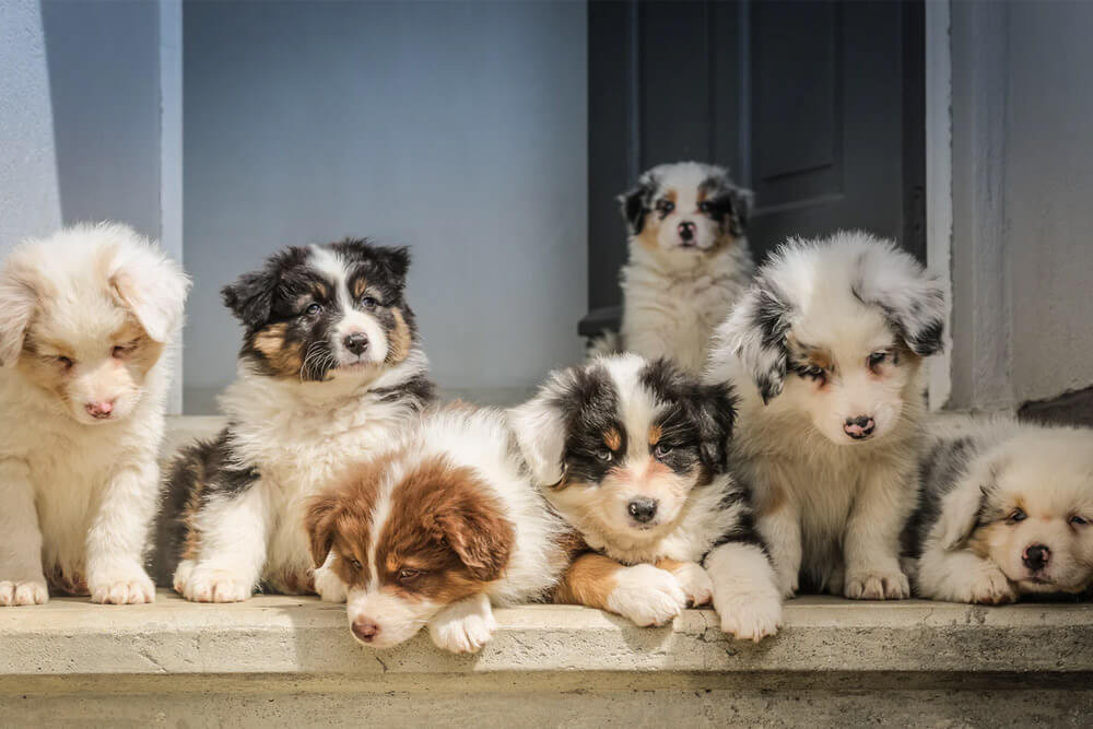 Tout savoir sur la croissance du chiot pour mieux le connaitre | Polytrans