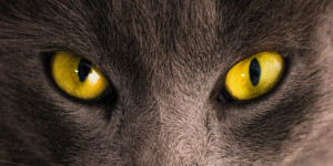 Tout savoir sur la conjonctivite du chat | Le blog de la ferme