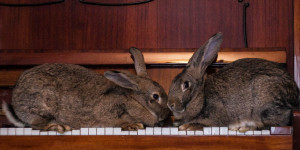 Tout savoir sur les lapins géants et les gros | Le blog de la ferme