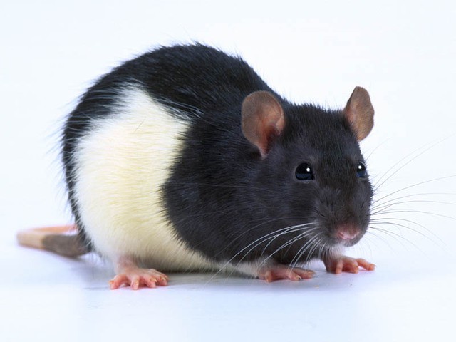 Arrivée d’un rat | Le blog de la ferme