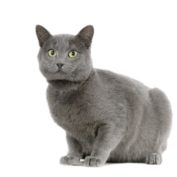Le Chartreux | Le blog de la ferme