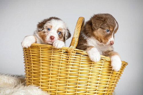 Comment devenir éleveur de chiens ? | Polytrans