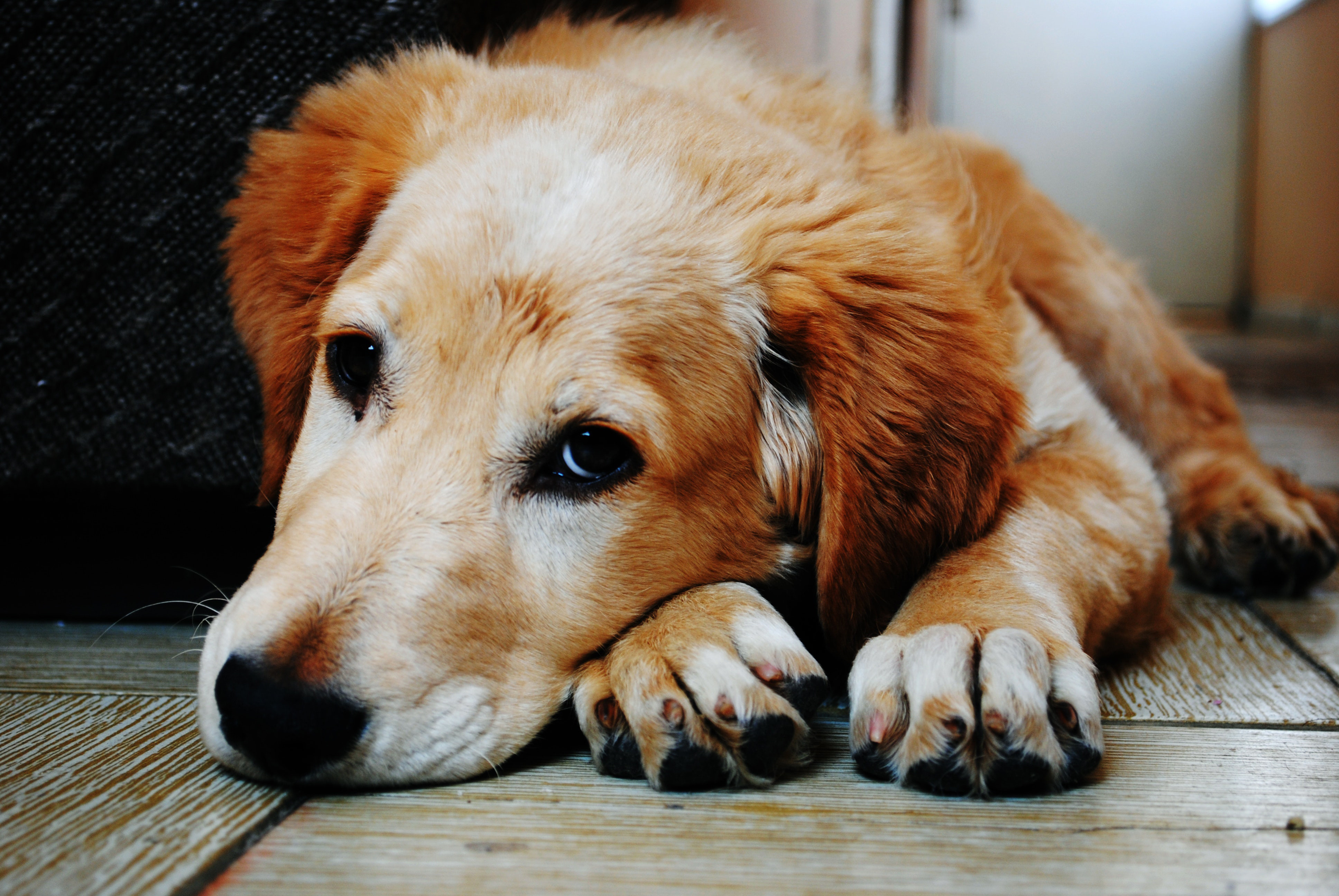 Comment prendre la température du chien ? | Le blog de la ferme Comment prendre la température du chien ? | Le blog de la ferme