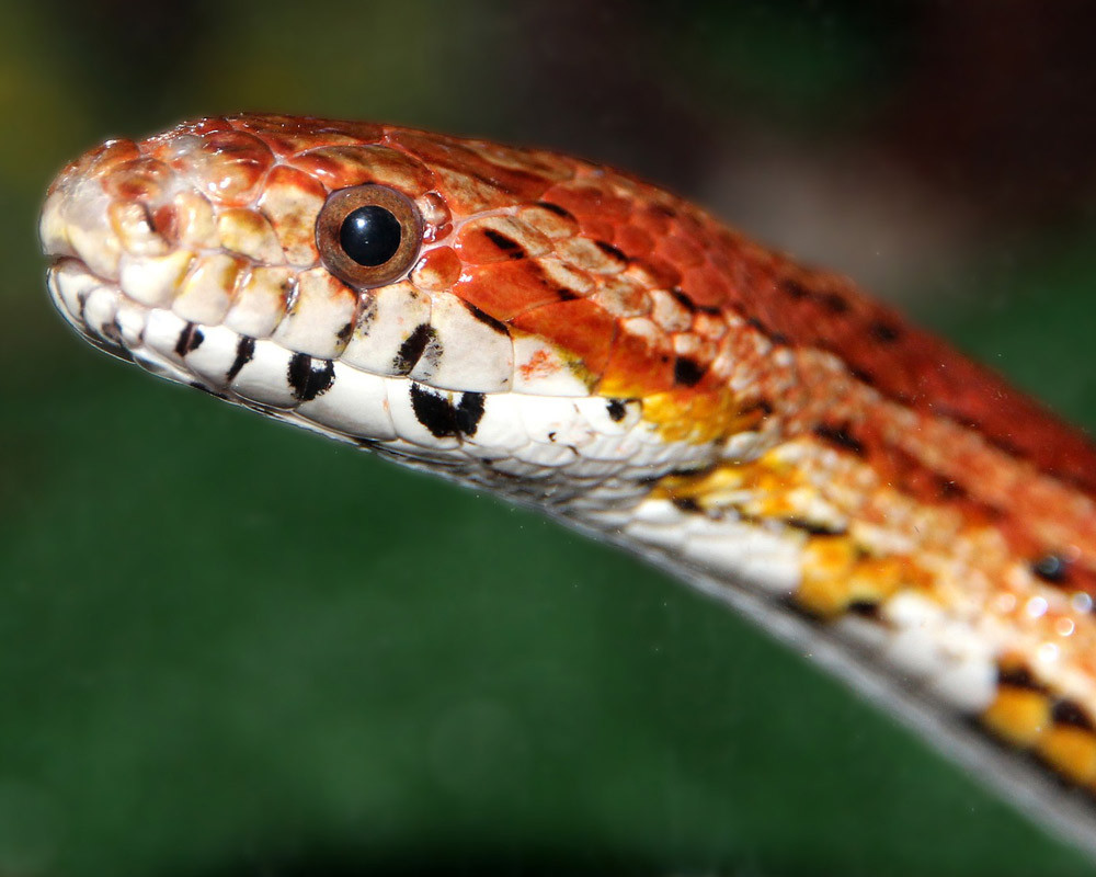 Reptile | Le blog de la ferme