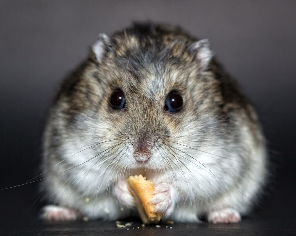 Hamster nain | Le blog de la ferme