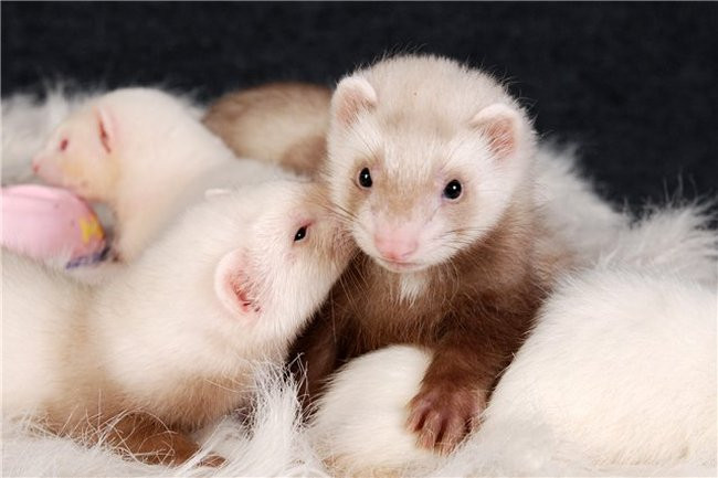 La reproduction chez les furets | Le blog de la ferme