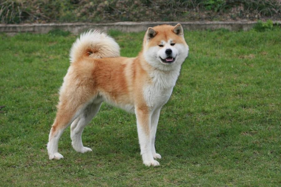 L'Akita inu | Le blog de la ferme
