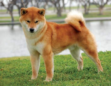 Tout savoir sur le Shiba Inu | Le blog de la ferme
