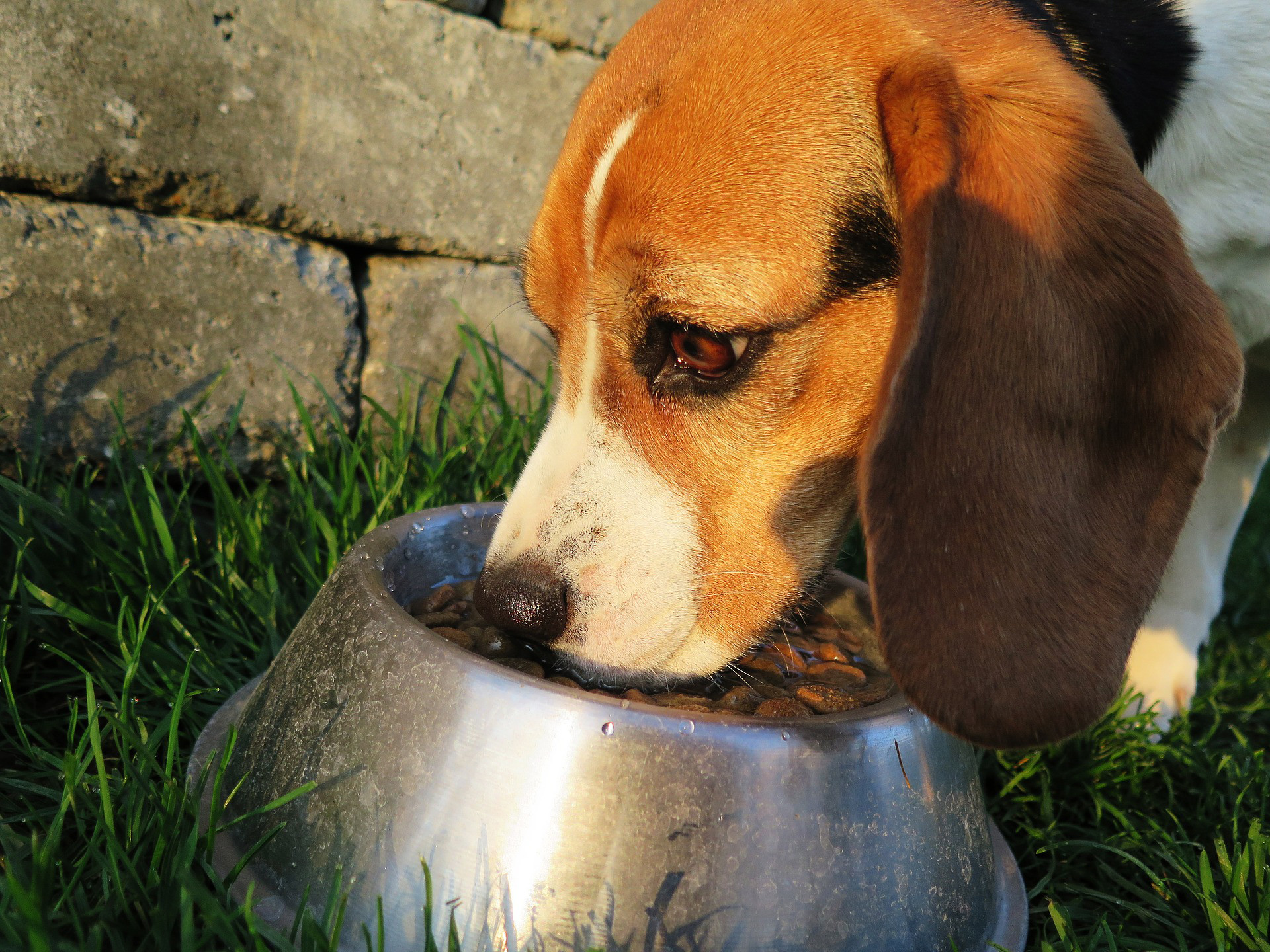 Quand faut-il nourrir son chien dans la journée ? | Le blog de la ferme