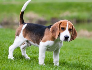 Le Beagle | Le blog de la ferme