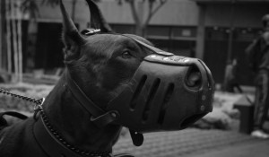 Comment mettre une muselière à son chien ? | Polytrans