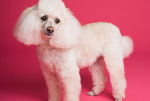 Pourquoi tondre son chien ? | Polytrans