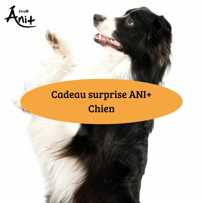 Cadeau surprise ANI+ Chien