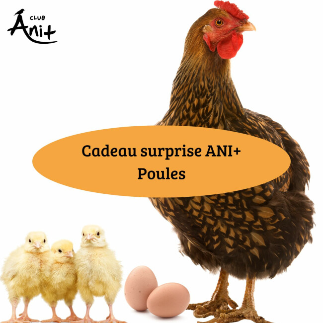 Cadeau surprise ANI+ Poules