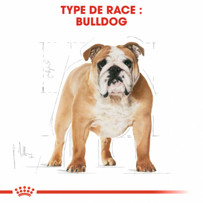 Croquettes Bulldog Anglais pour chien adulte Royal Canin