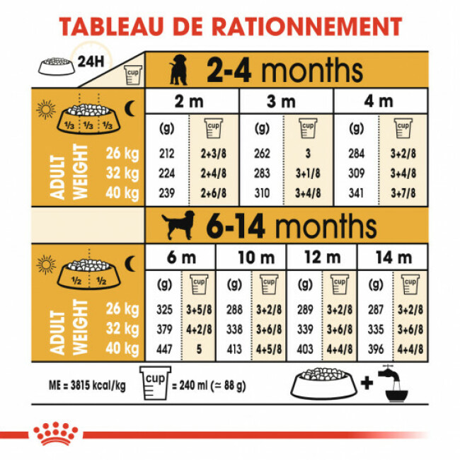 Croquettes pour Labrador Retriever pour chien junior Royal Canin