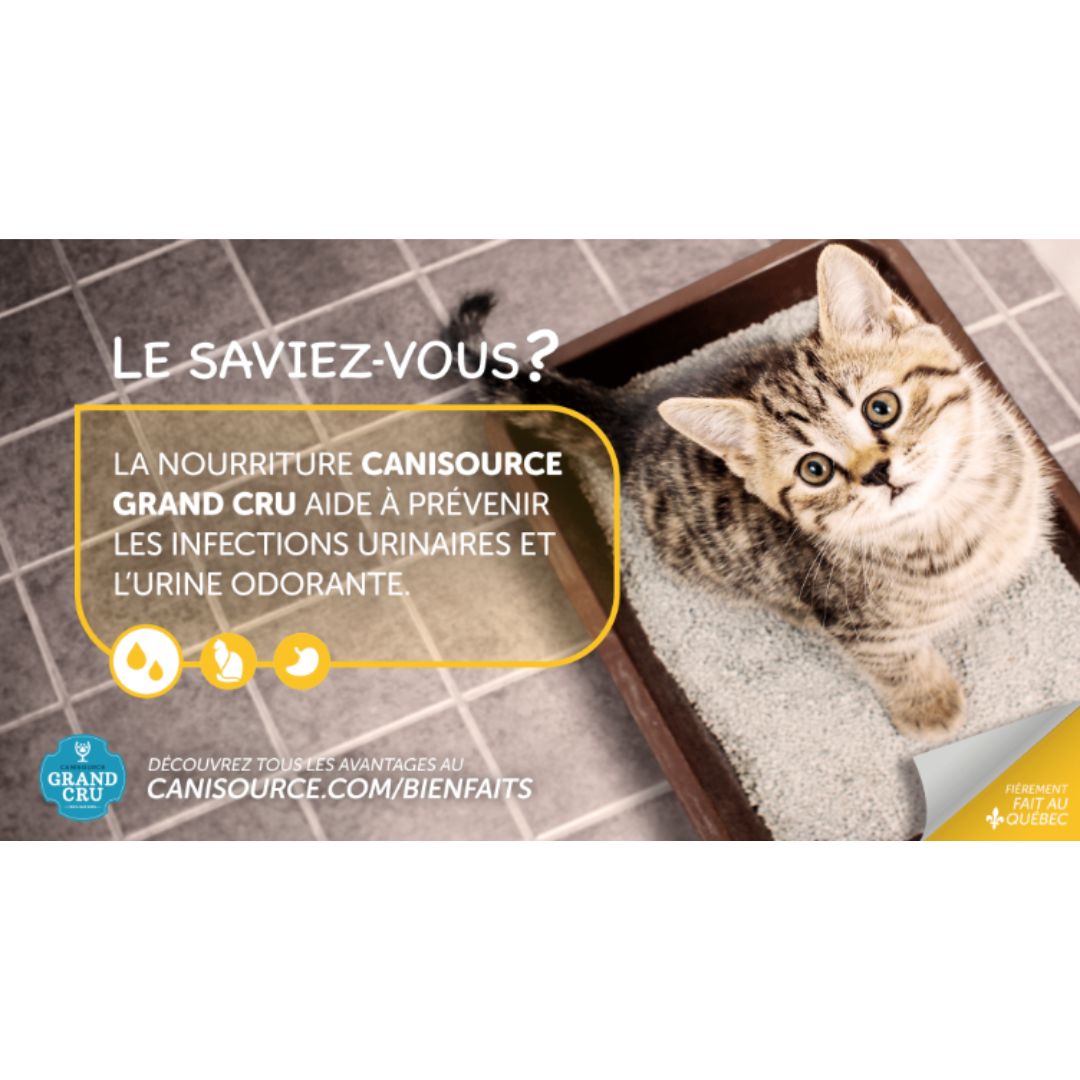 Grand Cru chat : croquettes à la viande et au poisson