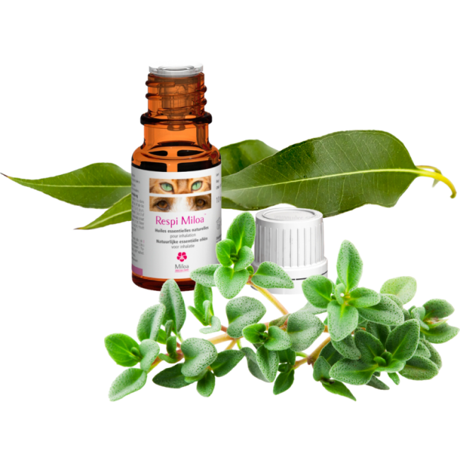 Synergie d’huiles essentielles naturelles pour inhalation : Respi Miloa