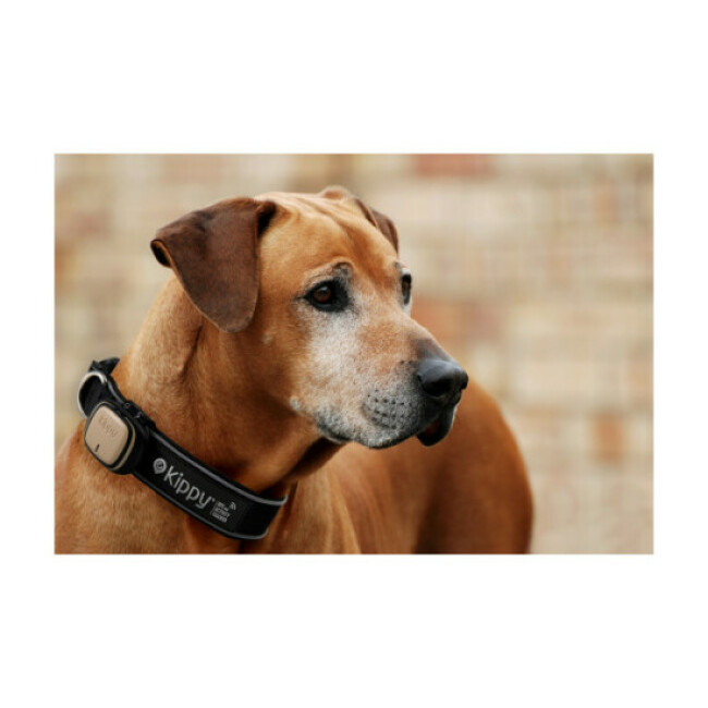 Kippy Evo Cynnotek Traceur GPS pour chien et chat
